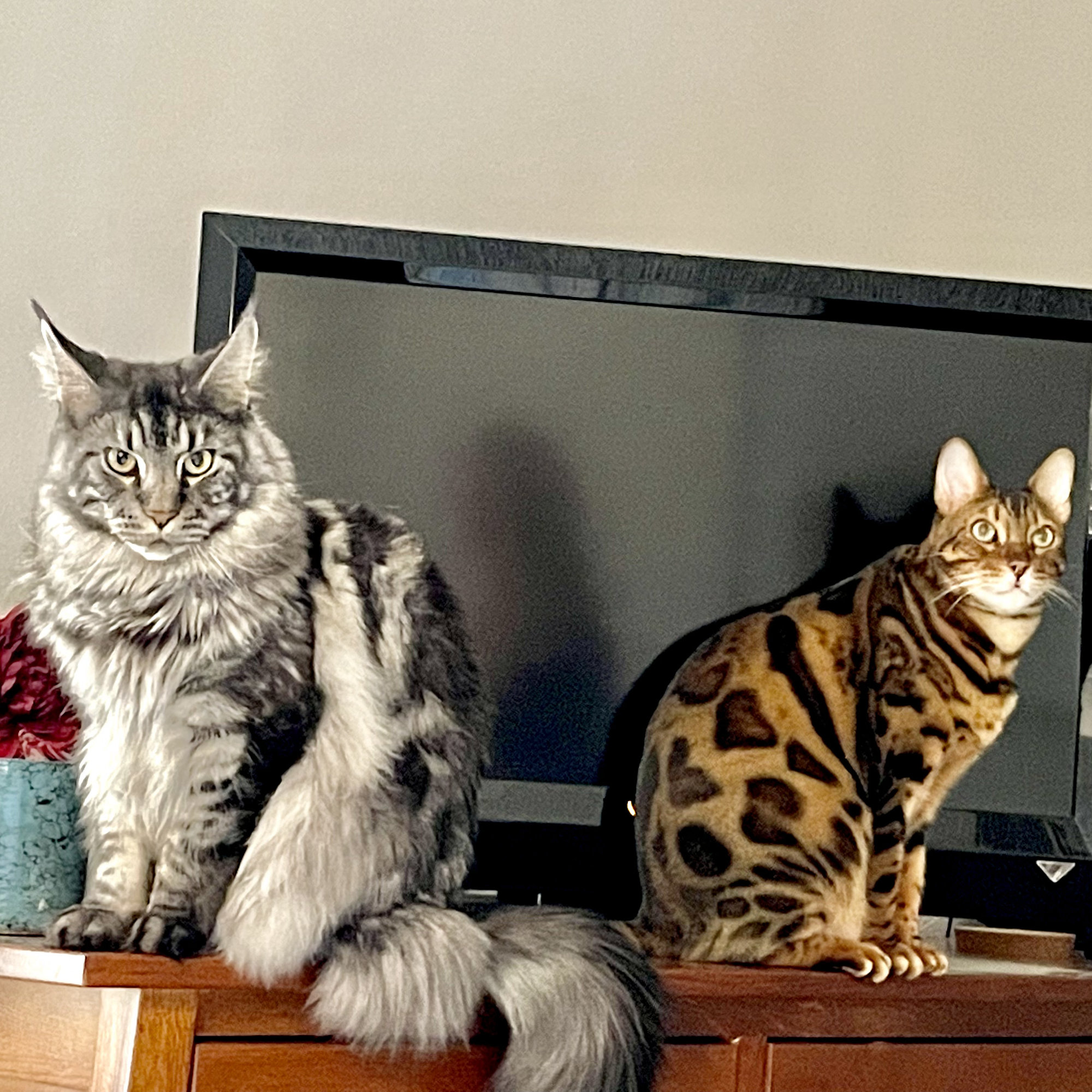 Cat Sitting and Boarding in Pasadena CA | All About Cats Intake Form